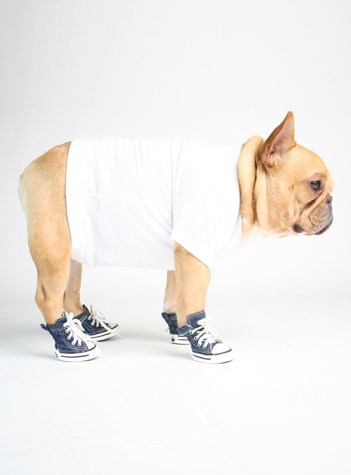 Converse Chunk Taylor Dog Shoes - Club Huey