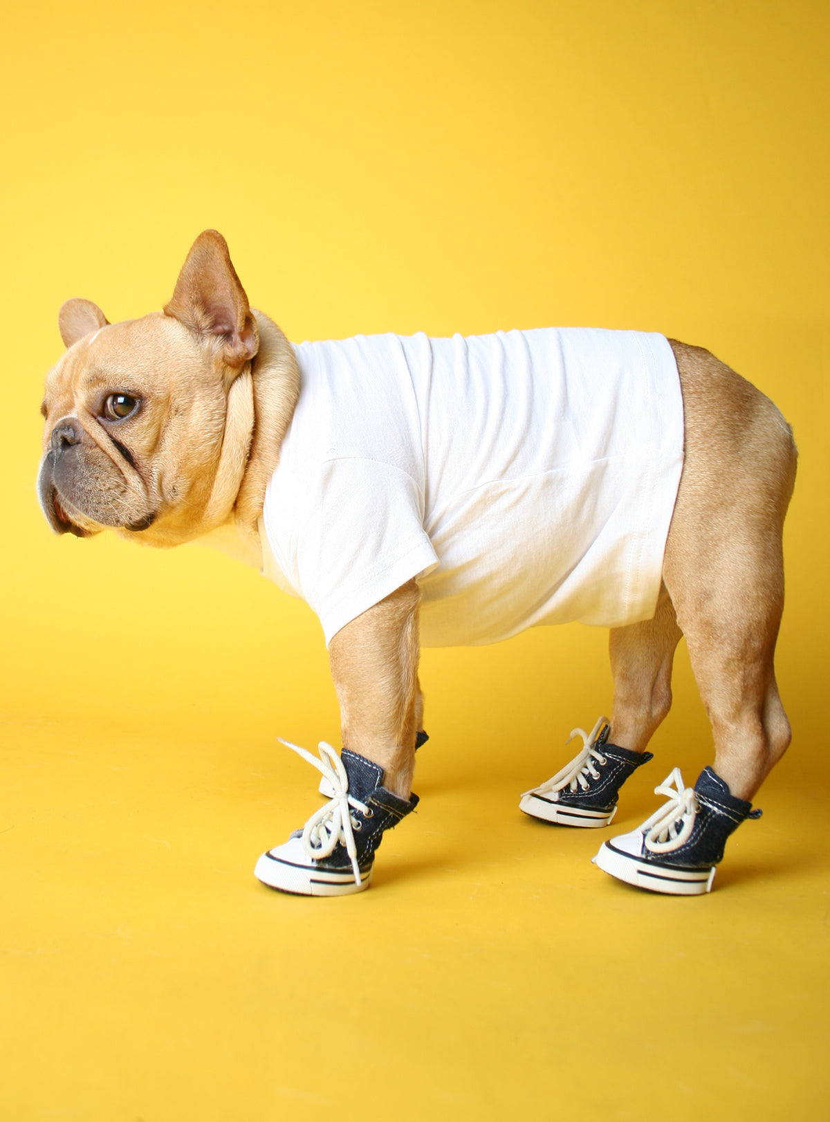 Converse Chunk Taylor Dog Shoes - Club Huey